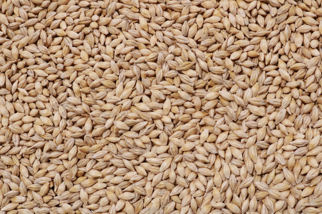 Barley Varieties. CoAXium Barley Production System.